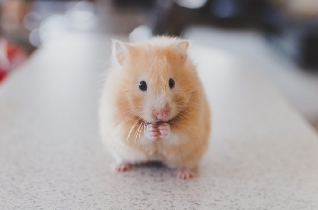 Goudhamster / Syrische hamster - Dierdocent