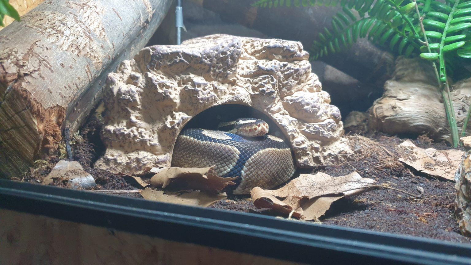 Koningspython - Dierdocent