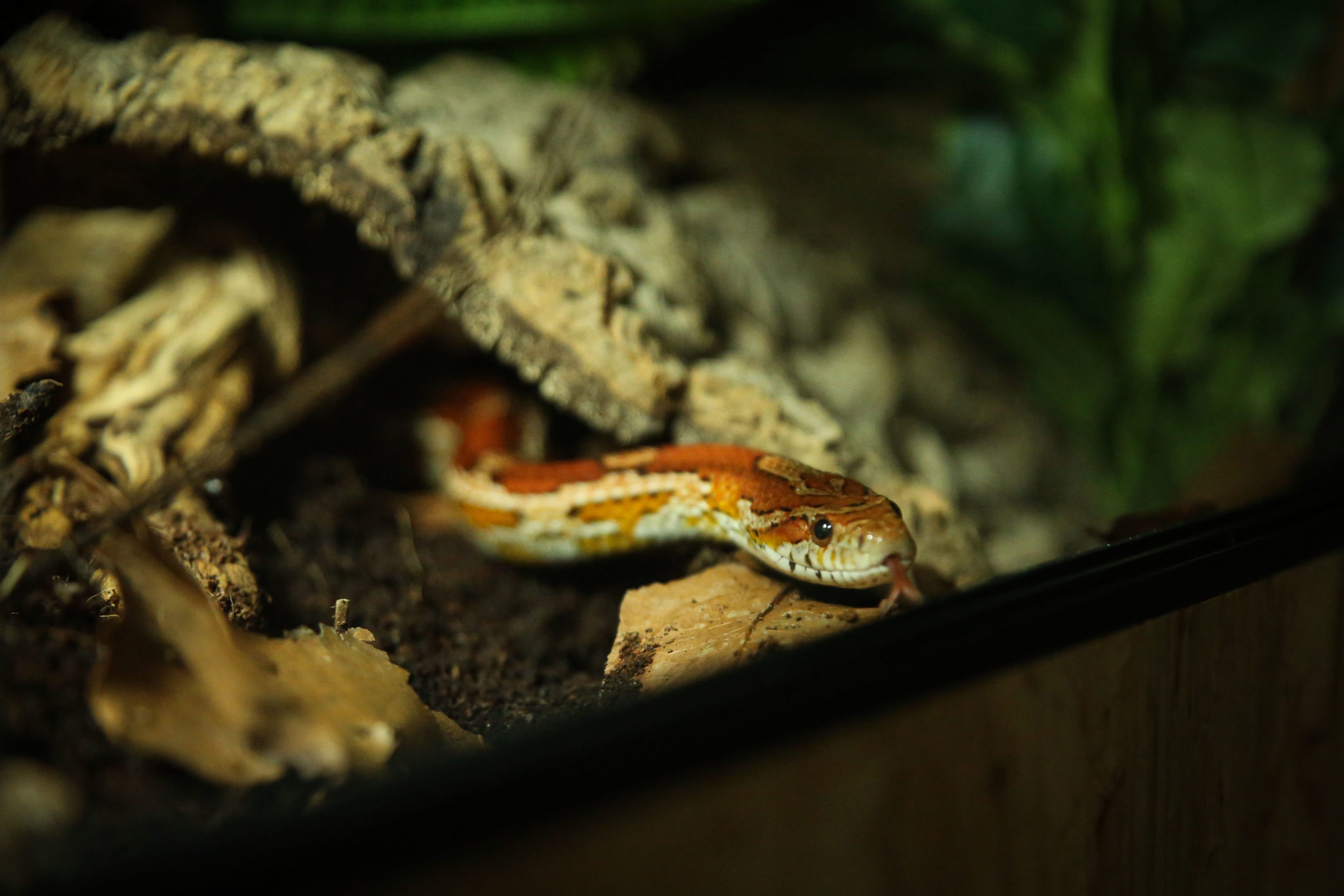 Rode rattenslang - Dierdocent