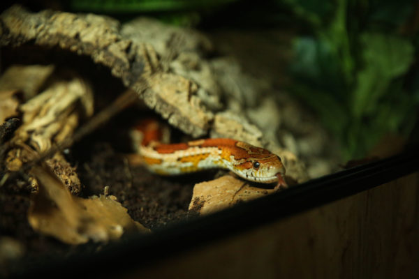 Rode rattenslang - Dierdocent