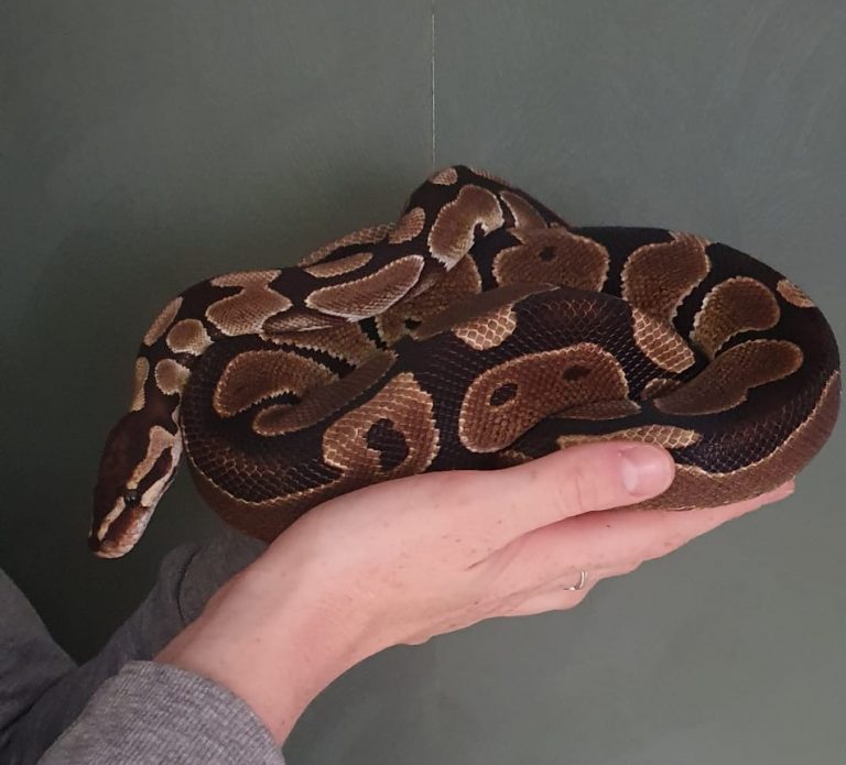 Koningspython - Dierdocent