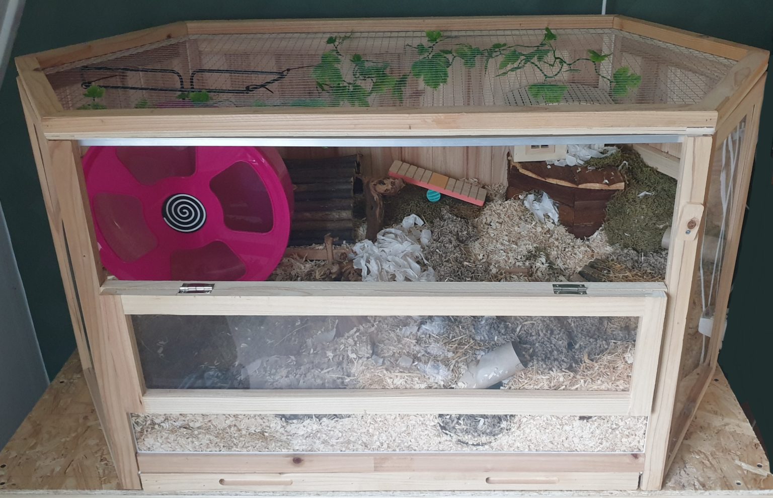 Goudhamster / Syrische hamster - Dierdocent