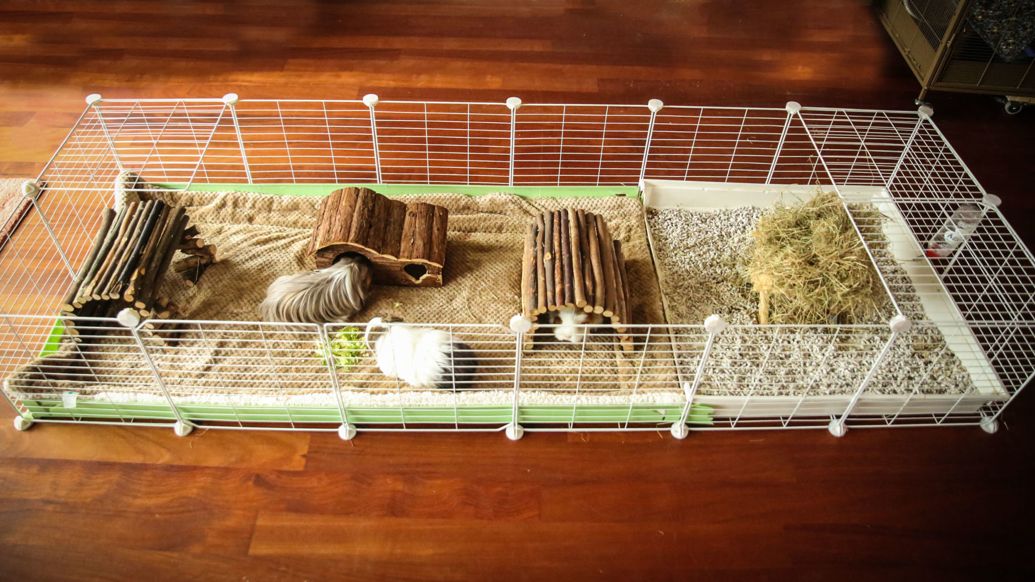 Cavia's - Dierdocent