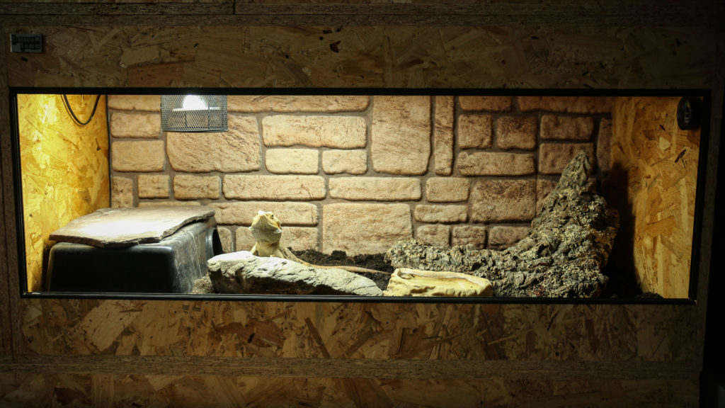 Baardagame - Dierdocent