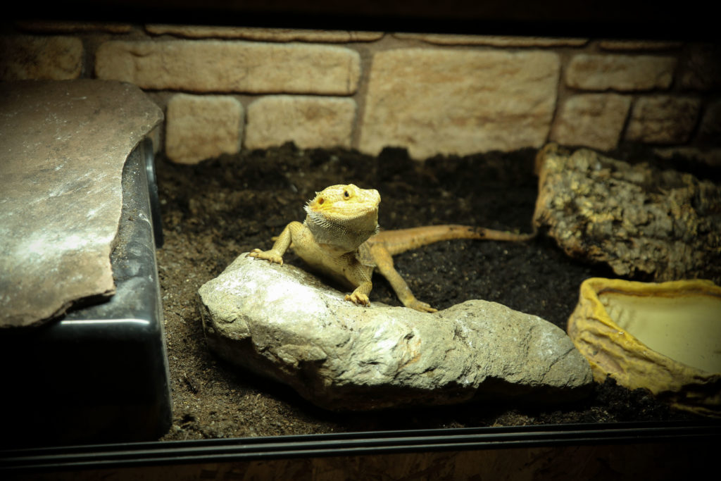 Baardagame - Dierdocent