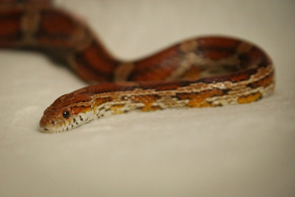 Rode rattenslang - Dierdocent