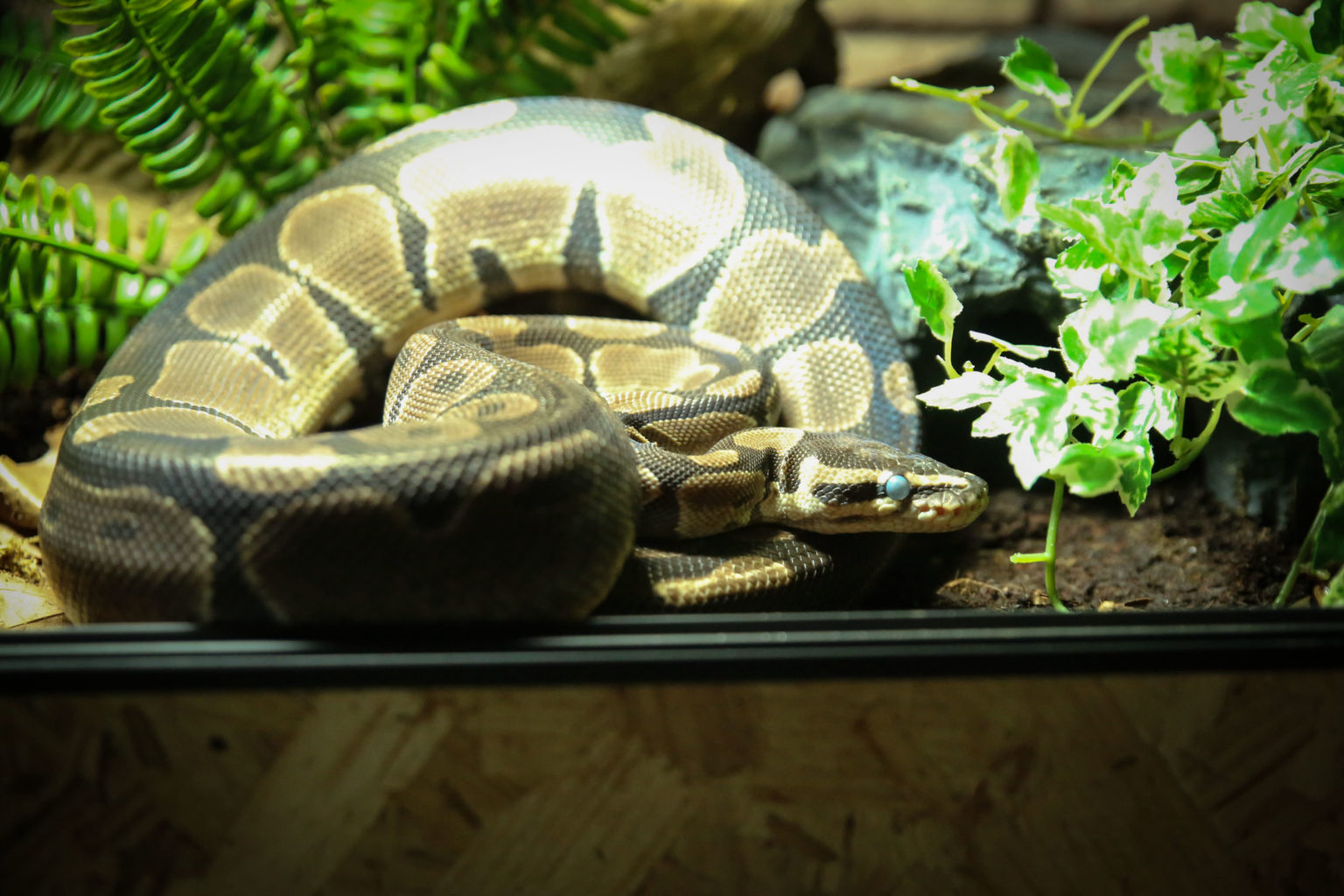 Koningspython - Dierdocent