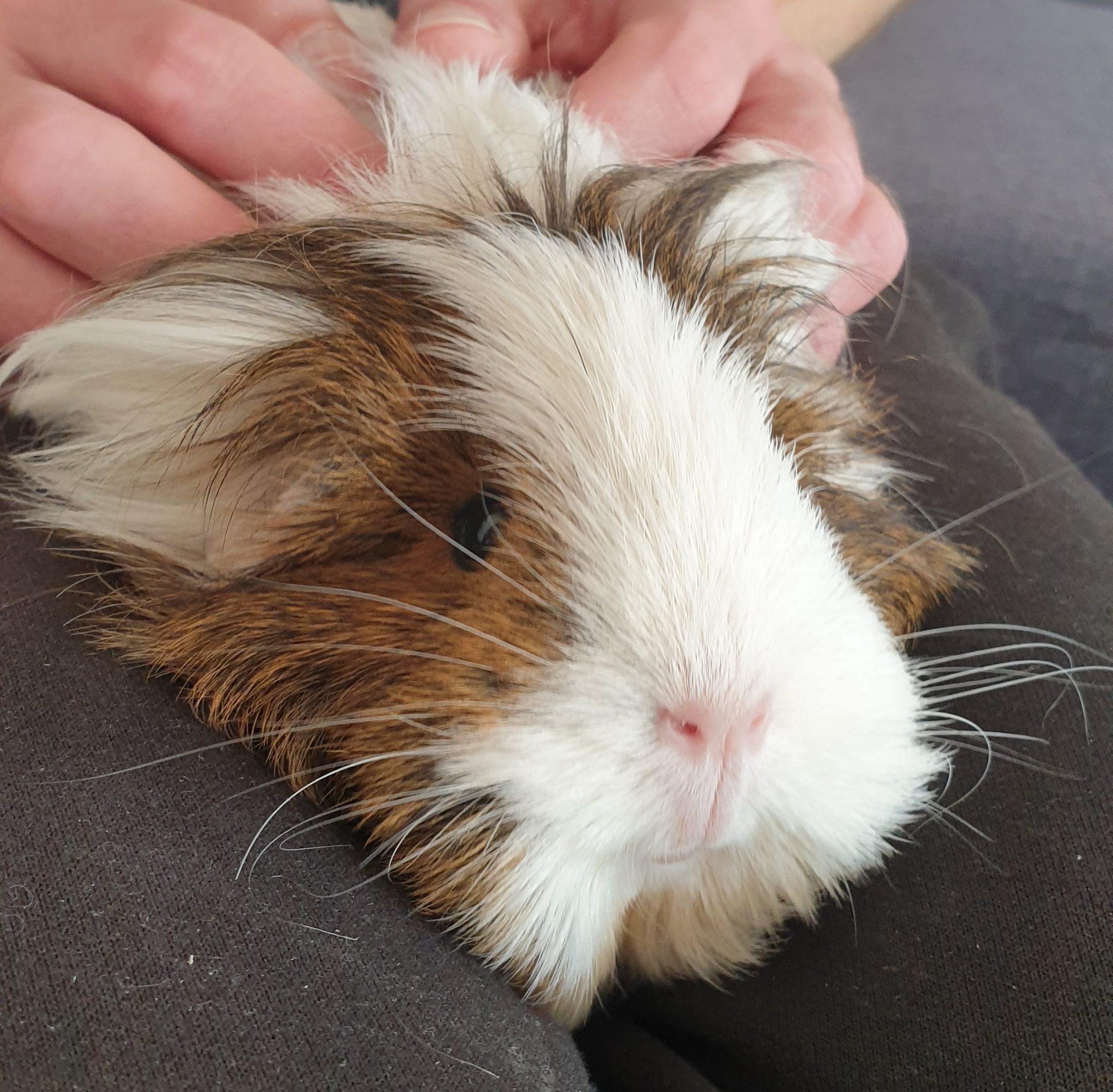 Cavia's - Dierdocent