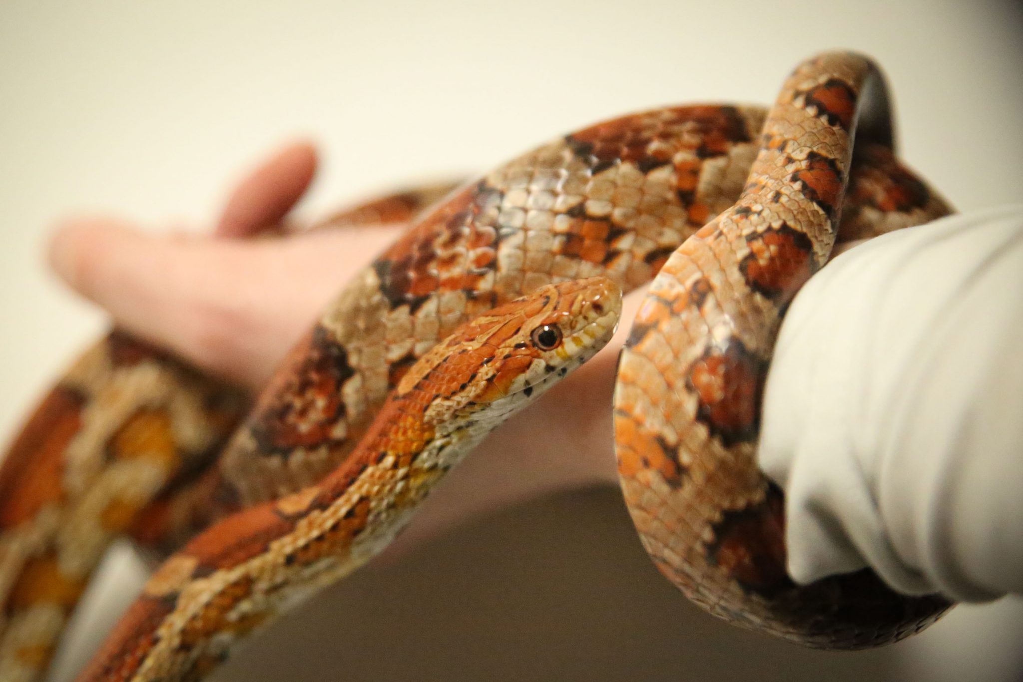 Rode rattenslang - Dierdocent