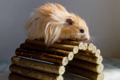 Goudhamster / Syrische hamster - Dierdocent