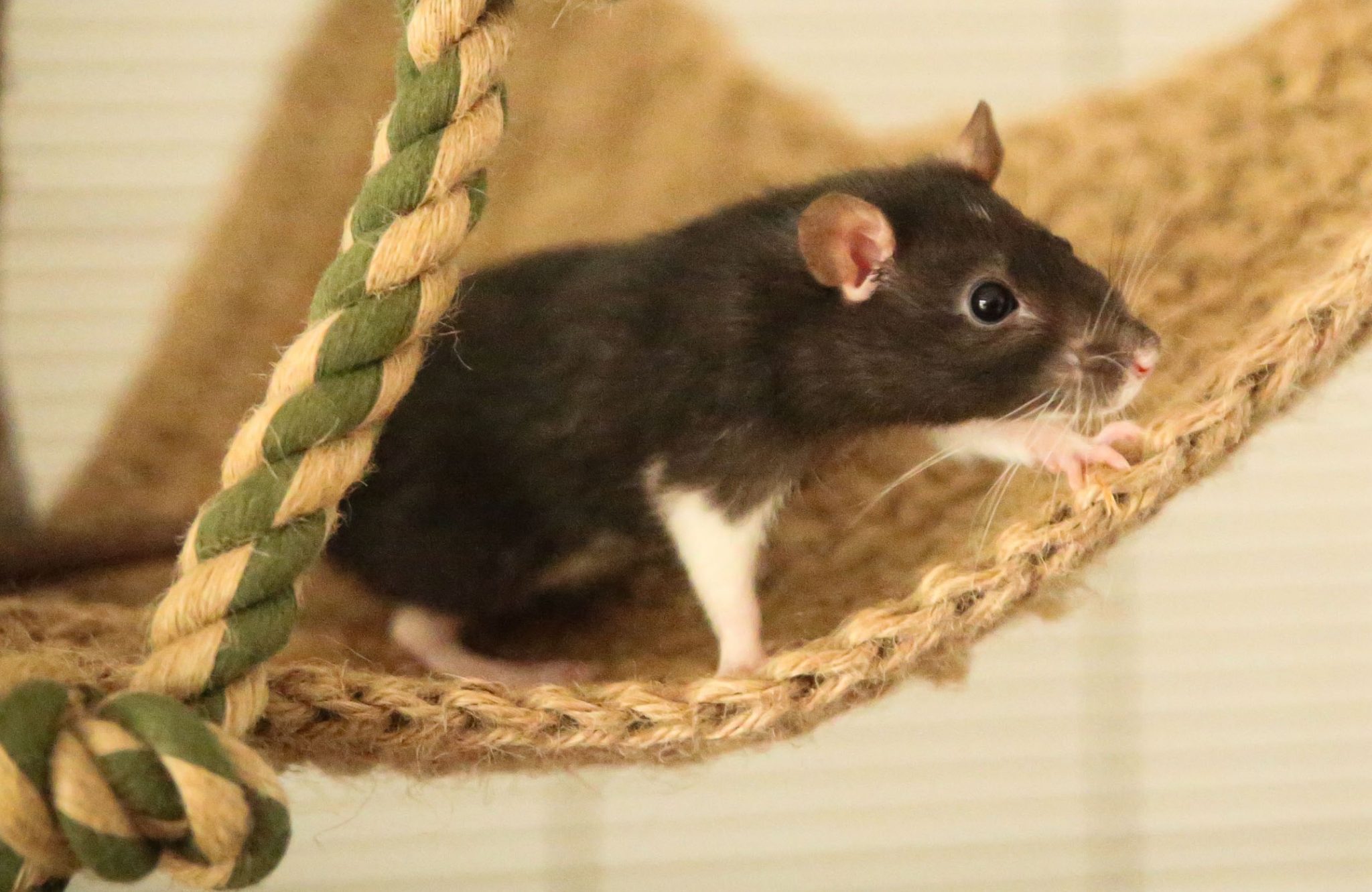 Tamme ratten - Dierdocent