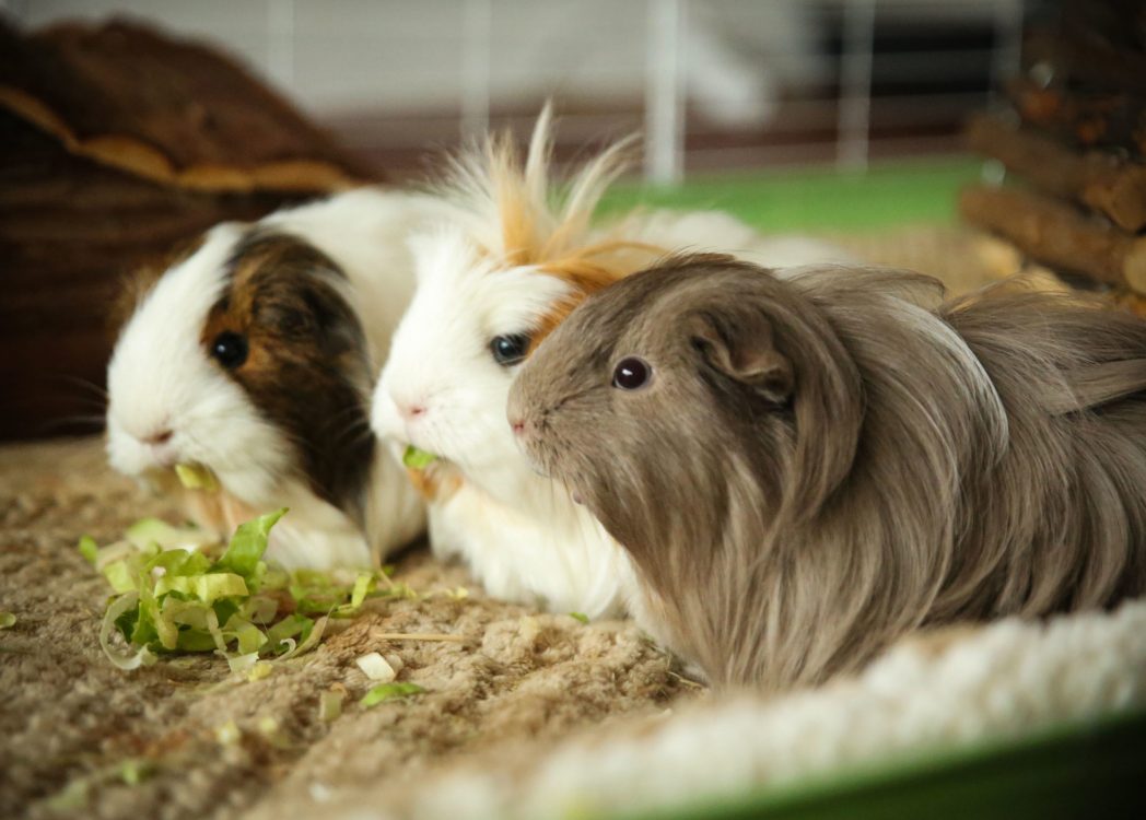 Cavia's - Dierdocent